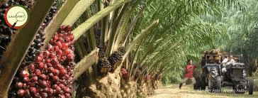 Dokumen Lingkungan PT. Sumber Bunga Sawit Lestari - PT. Sumber Bunga ...